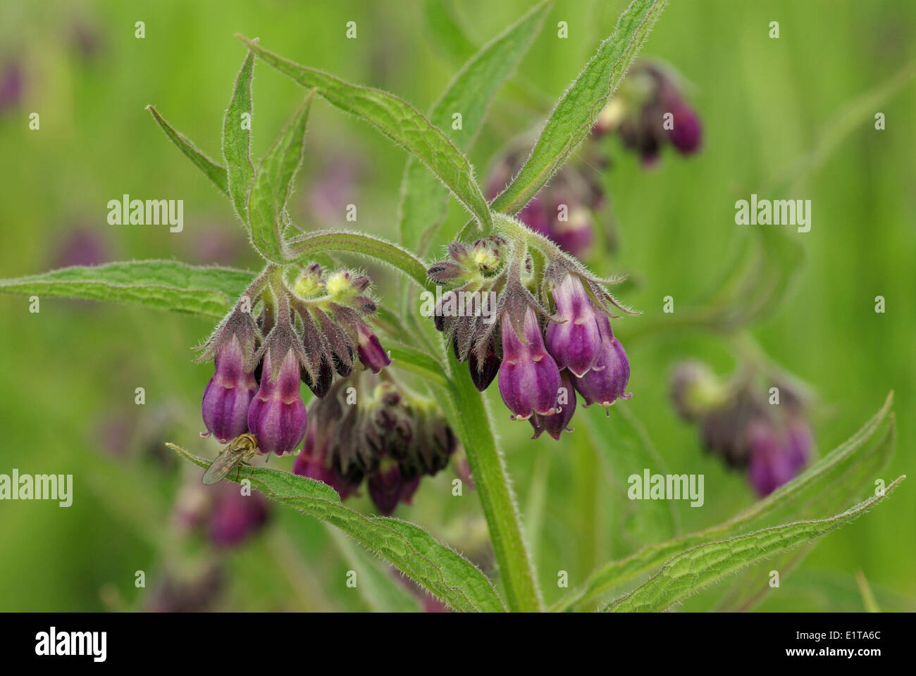 Rough comfrey symphytum hi-res stock photography and images - Alamy