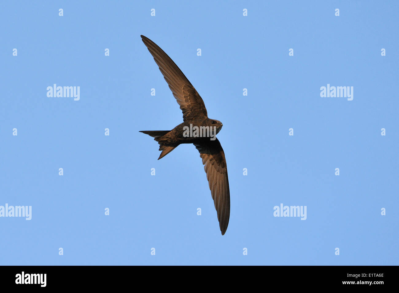 Swifts in summer sky hi-res stock photography and images - Alamy