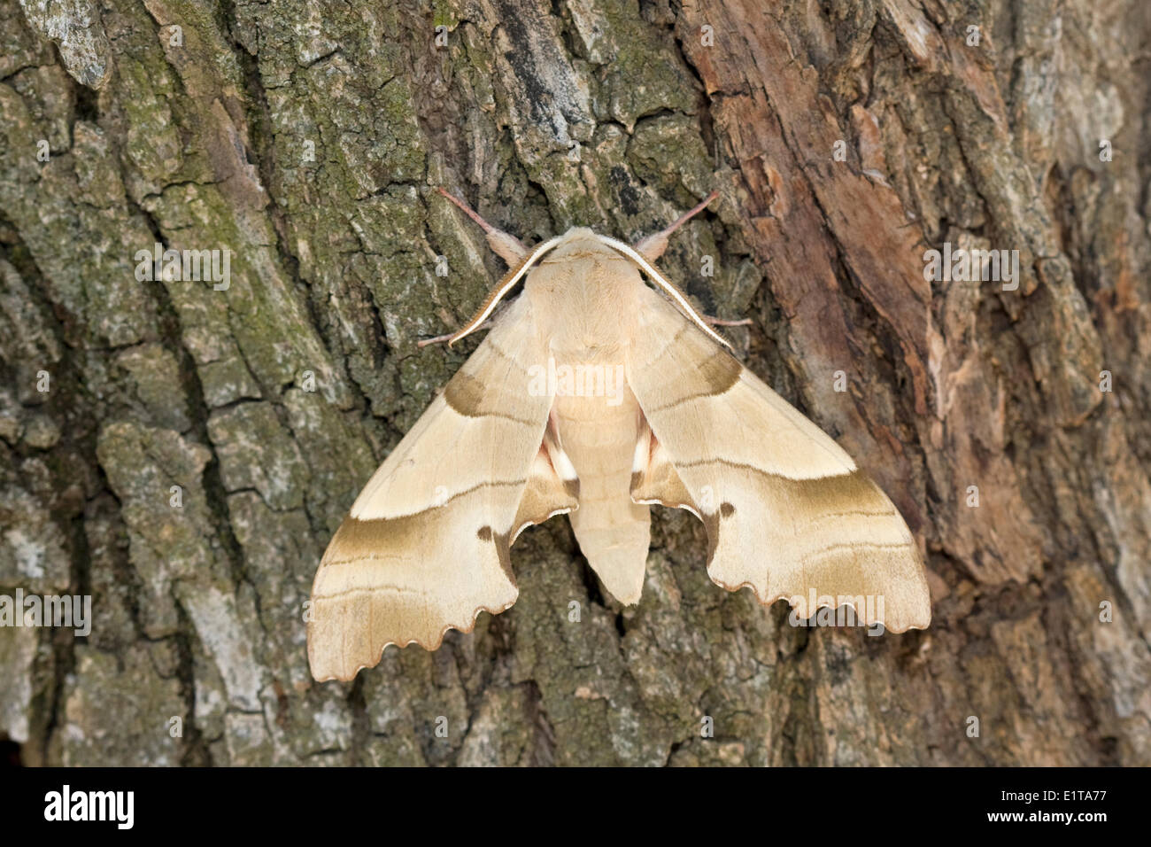 Marumba hawk moth hi-res stock photography and images - Alamy
