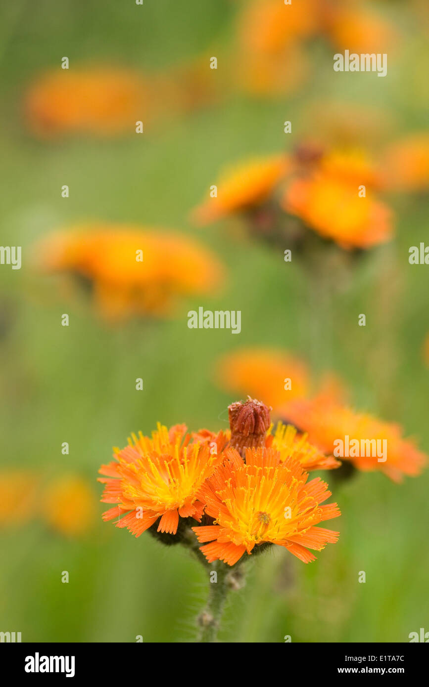 Canada hawkweed hi-res stock photography and images - Alamy