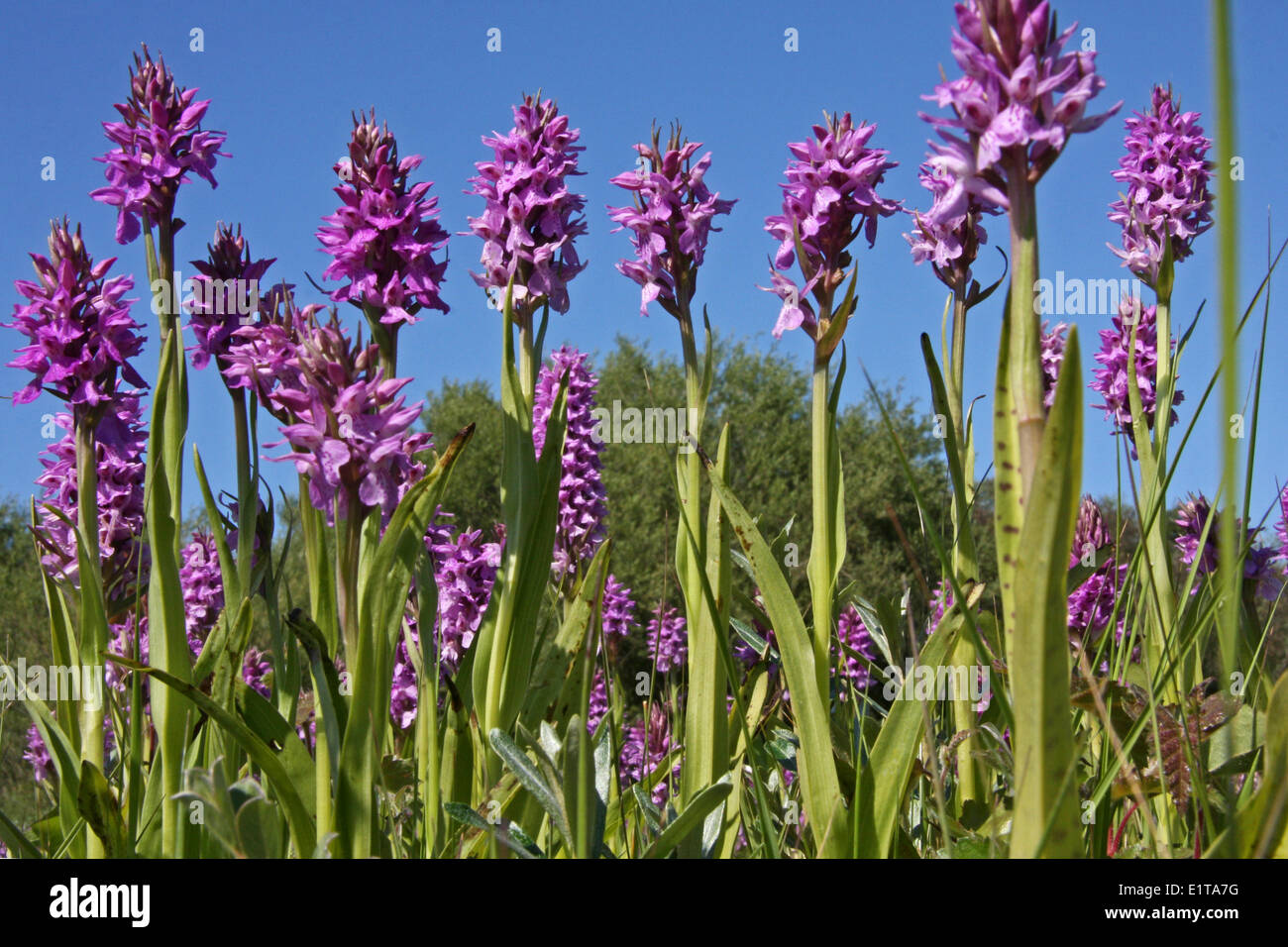 Spotted Marsh Orchid Stock Photo - Alamy