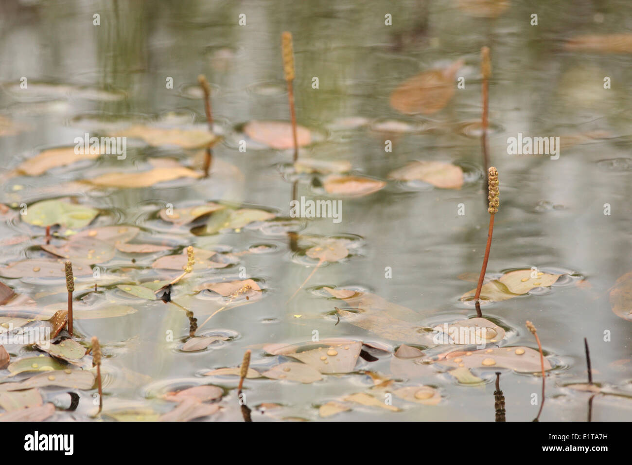 Broad-leaved Pondweed is a common plant of standing or slowly flowing ...