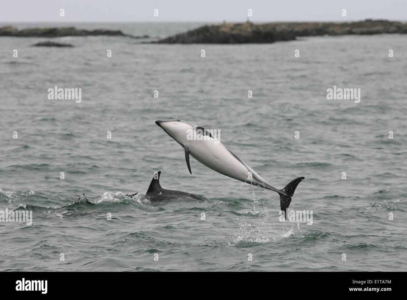 Dusky Dolphin (Lagenorhynchus obscurus) jumping out of the water and ...