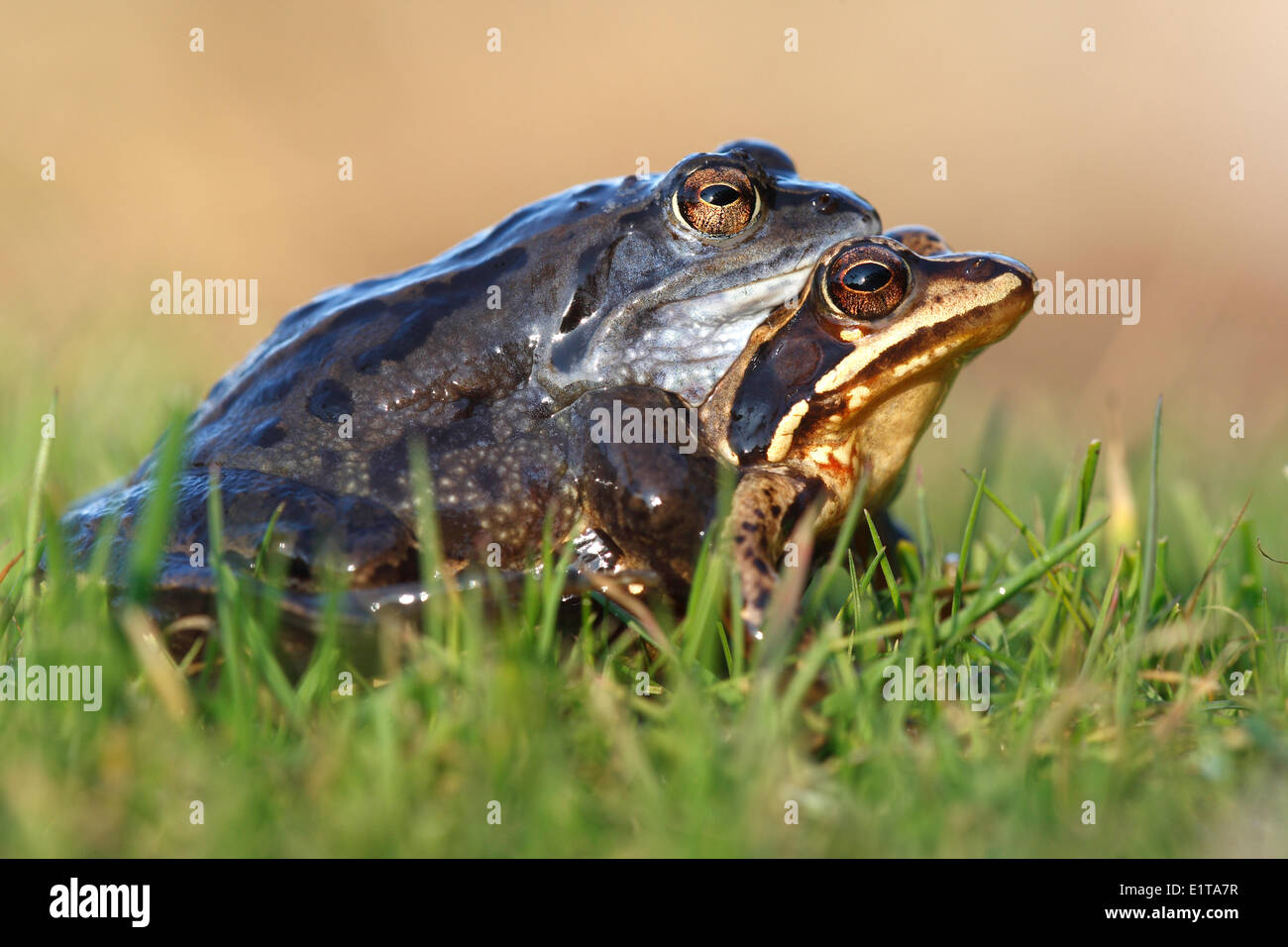 Male and female Moor frog (Rana arvalis) during the mating season in ...