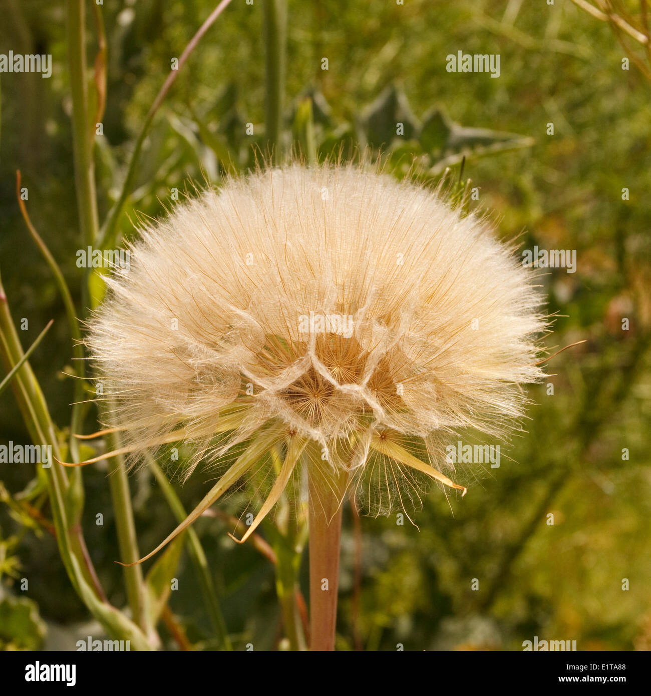 Salsify Seeds Stock Photos & Salsify Seeds Stock Images - Alamy