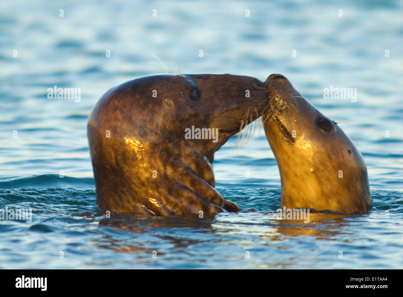 Grey Seal interaction Stock Photo - Alamy