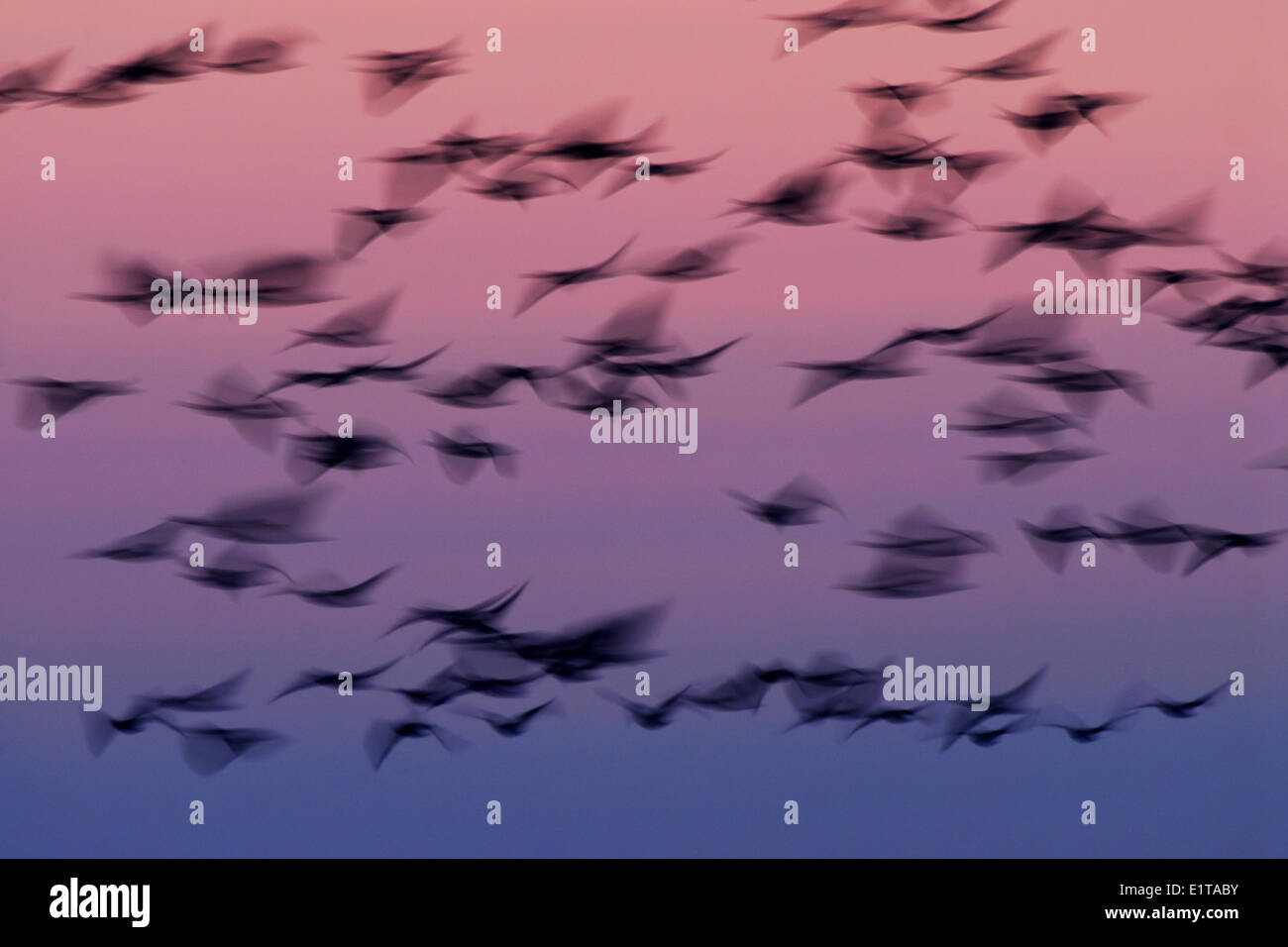 White-fronted geese leaving roost Stock Photo - Alamy