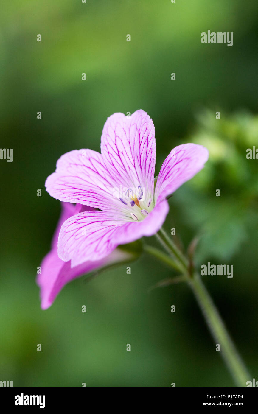 Geranium x oxonianum 'Wargrave pink' in the garden Stock Photo - Alamy