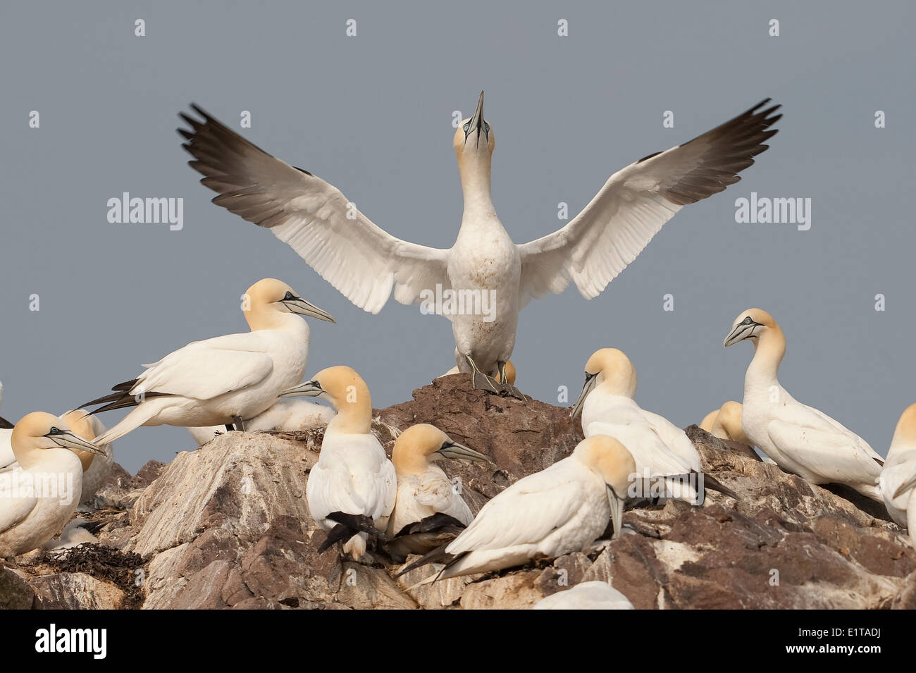 Northern Gannet as leader of the gang Stock Photo - Alamy