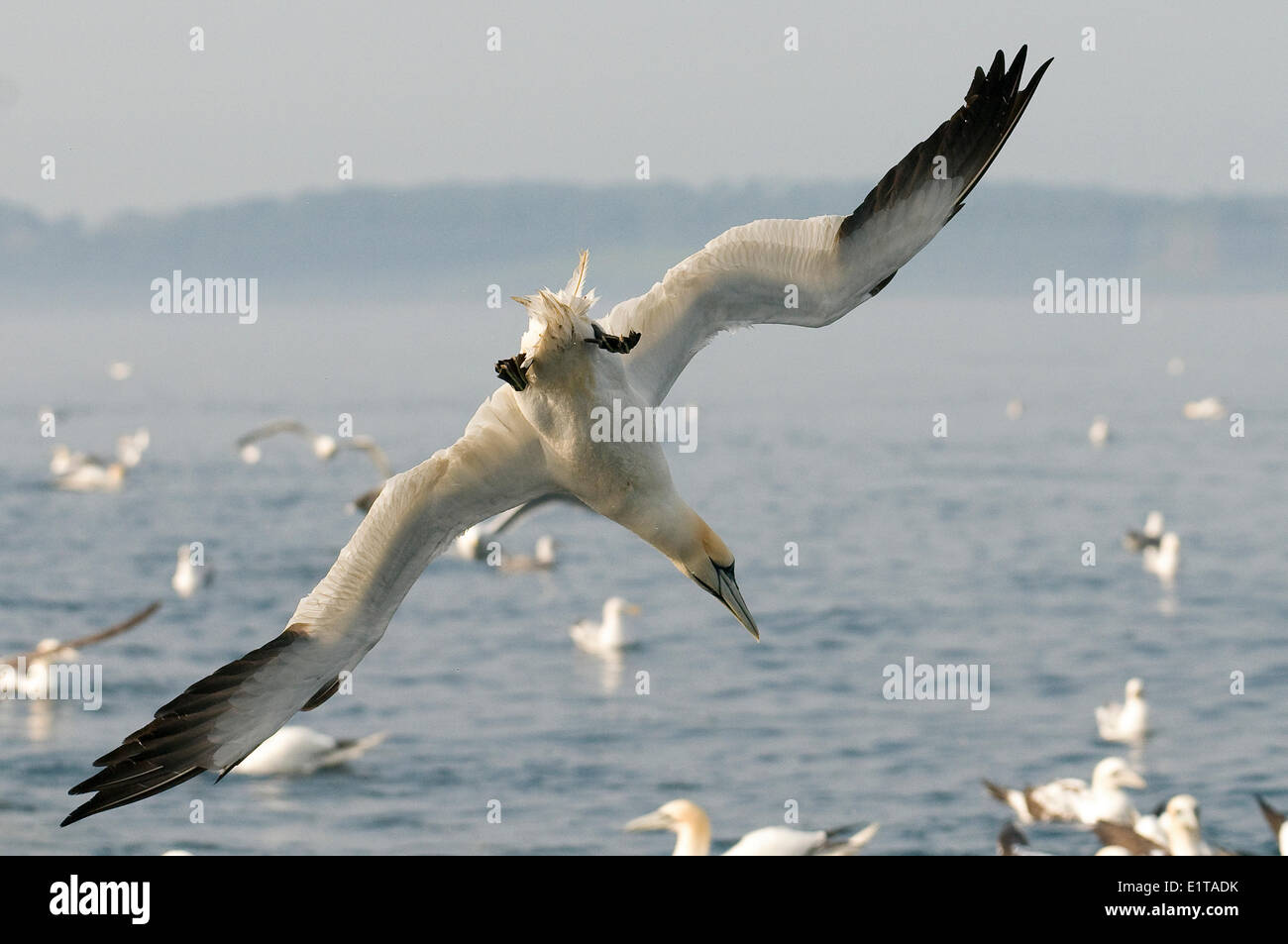 diving Northern Gannet Stock Photo - Alamy