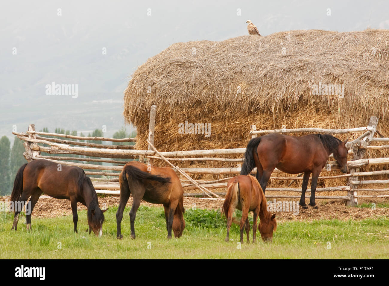 Four legged bird hi-res stock photography and images - Alamy