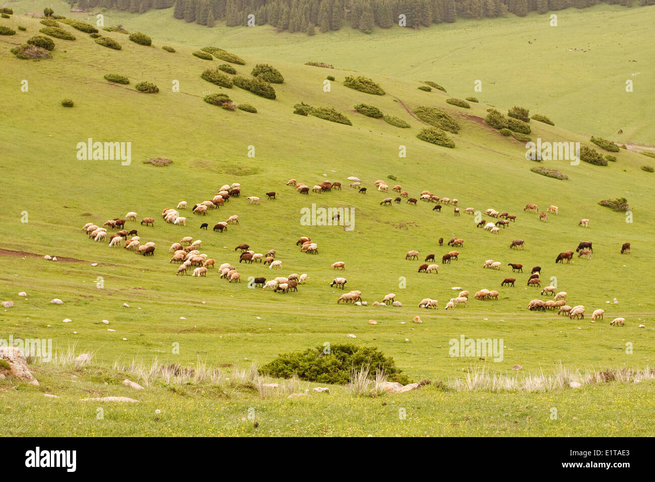 Sheep and cattle hi-res stock photography and images - Alamy