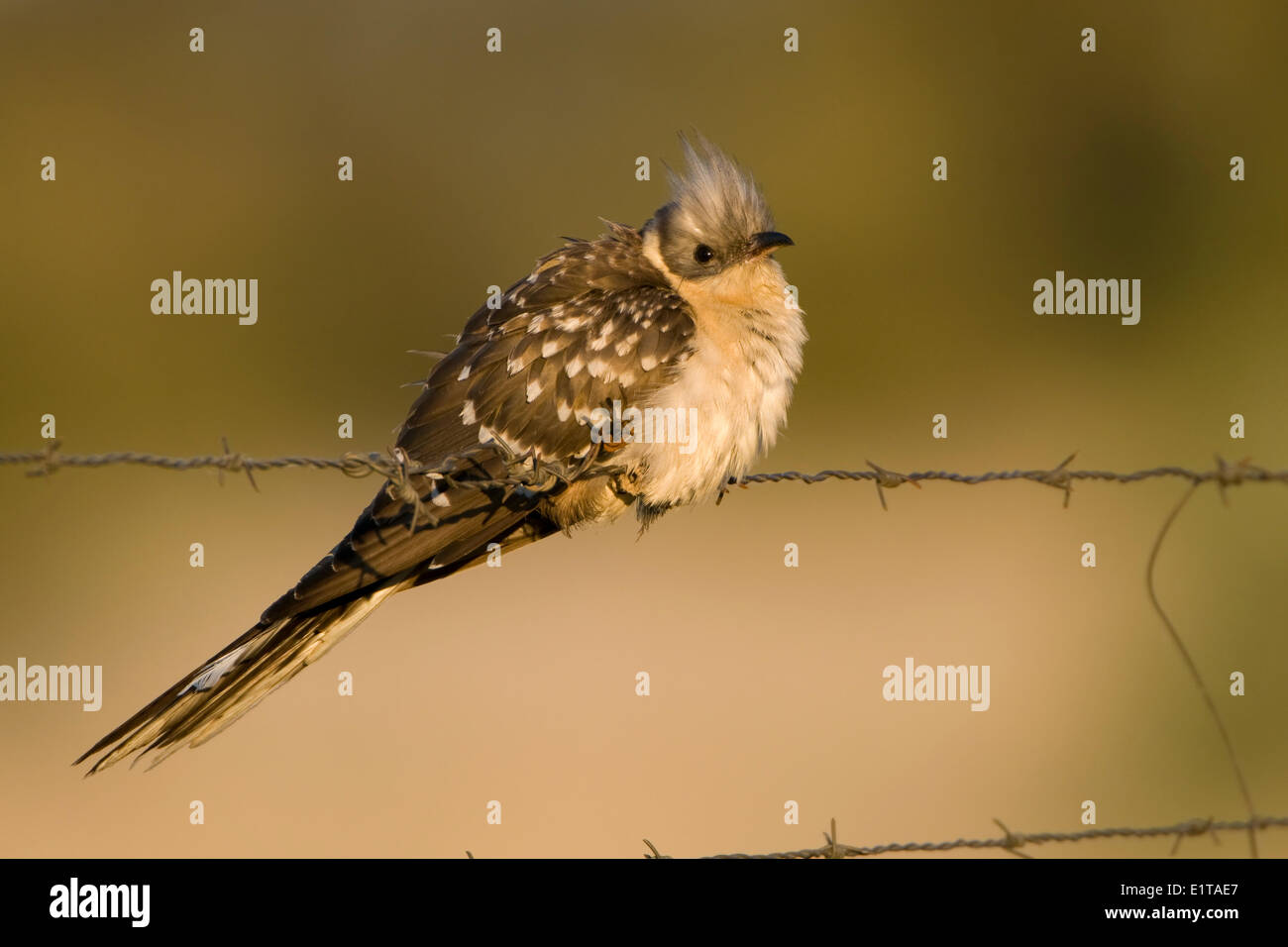 Great Spotted Cuckoo on a wire Stock Photo - Alamy