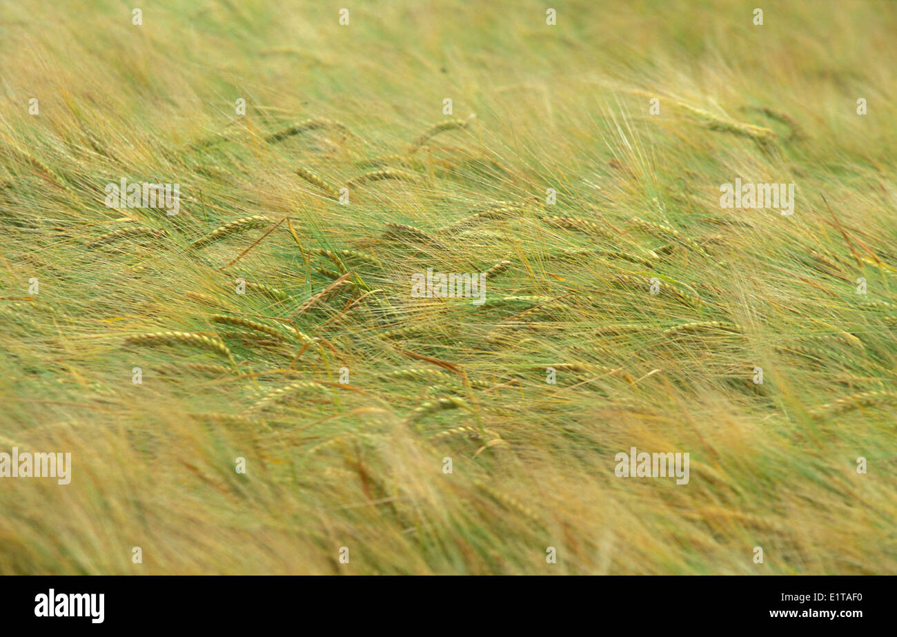 Waving grain hi-res stock photography and images - Alamy