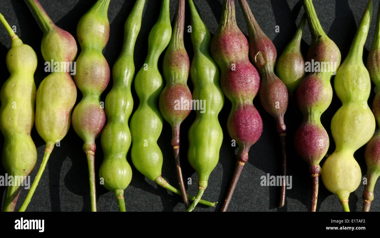 Wild Radish seeds Stock Photo - Alamy