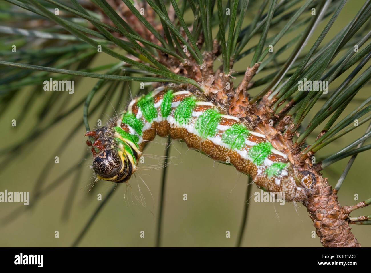 Graellsia isabellae hi-res stock photography and images - Alamy