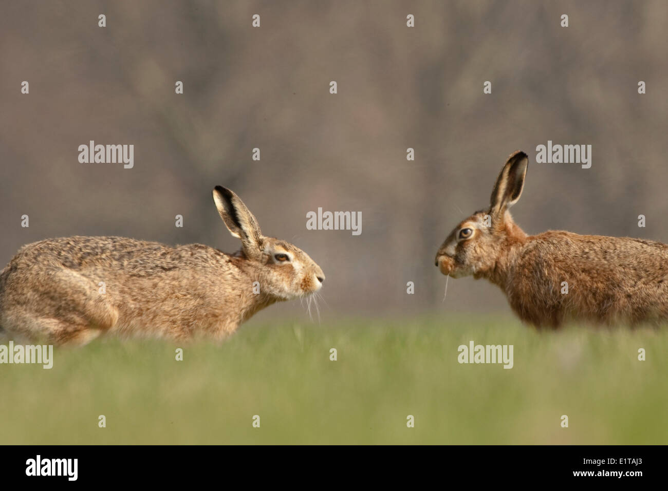 Two hares hi-res stock photography and images - Alamy