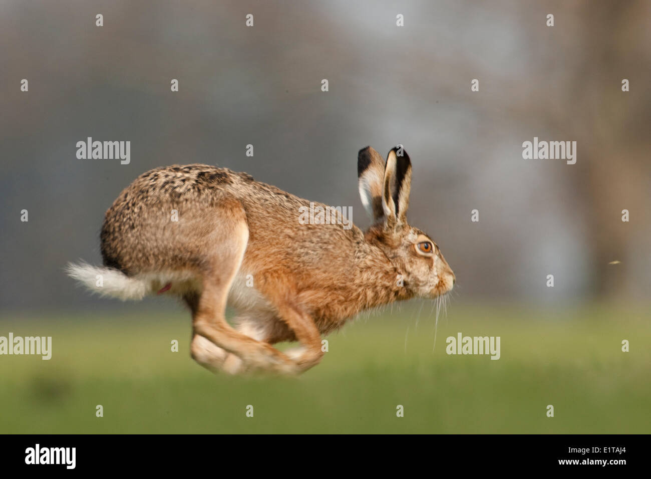 Hare running in pasture Stock Photo - Alamy