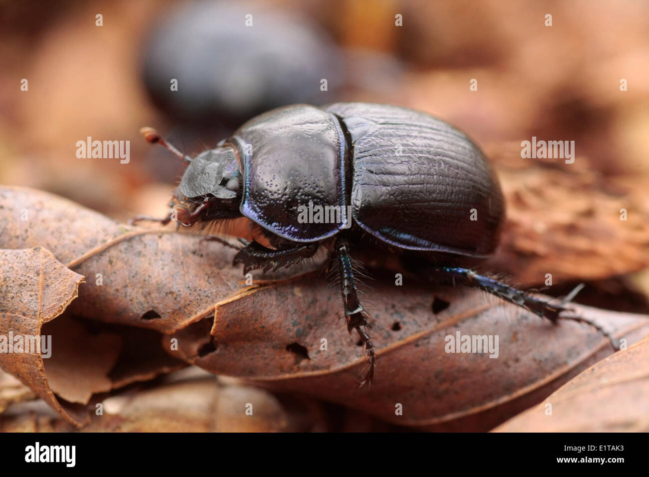 Earth boring dung beetles hi-res stock photography and images - Alamy