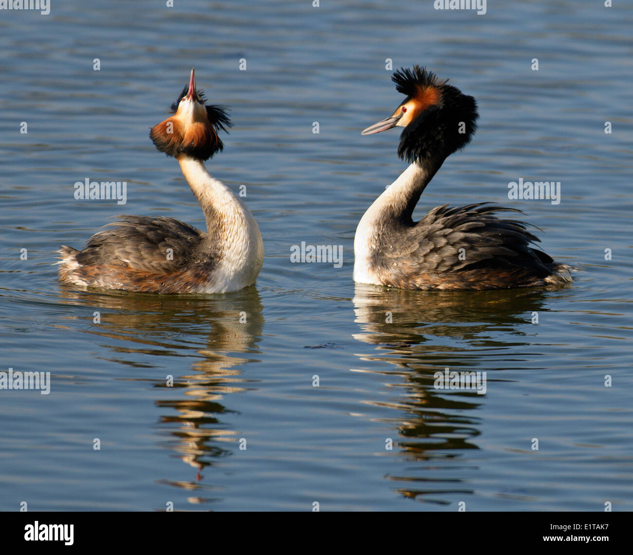 Pair of Great Crested Grebes (Podiceps cristatus) displaying Stock ...