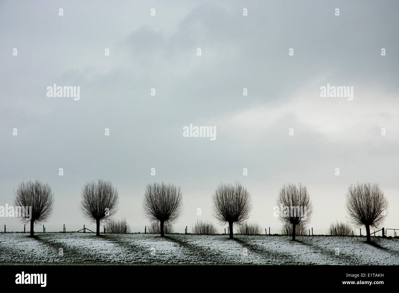 Pollarded willows in hi-res stock photography and images - Alamy