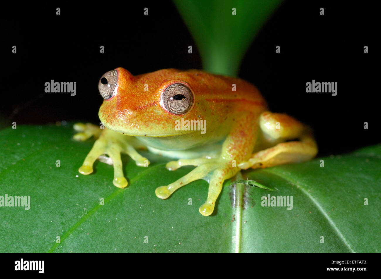 Common polkadot tree frog hi-res stock photography and images - Alamy