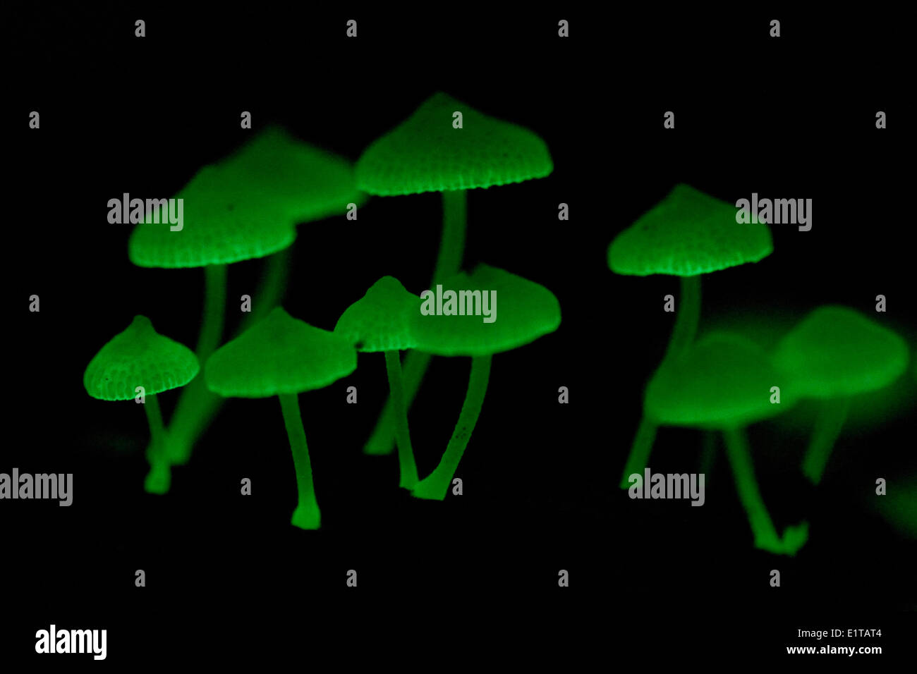 Luminous fungi hi-res stock photography and images - Alamy