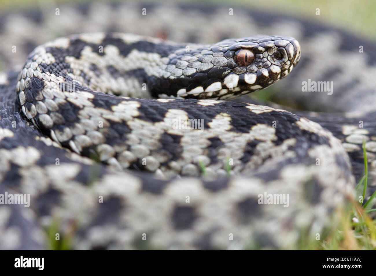 Intimidating pose hi-res stock photography and images - Alamy