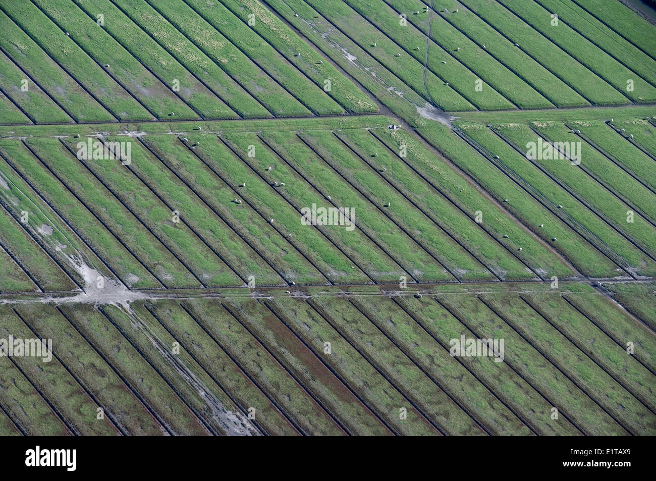 A polder in the Netherlands Stock Photo - Alamy