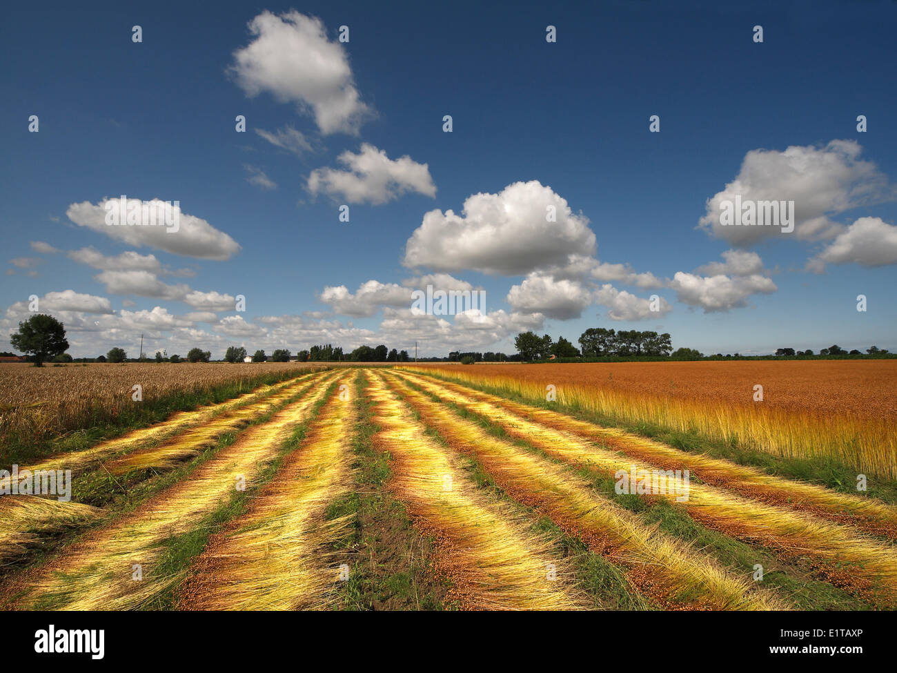 Flax fibers hi-res stock photography and images - Alamy