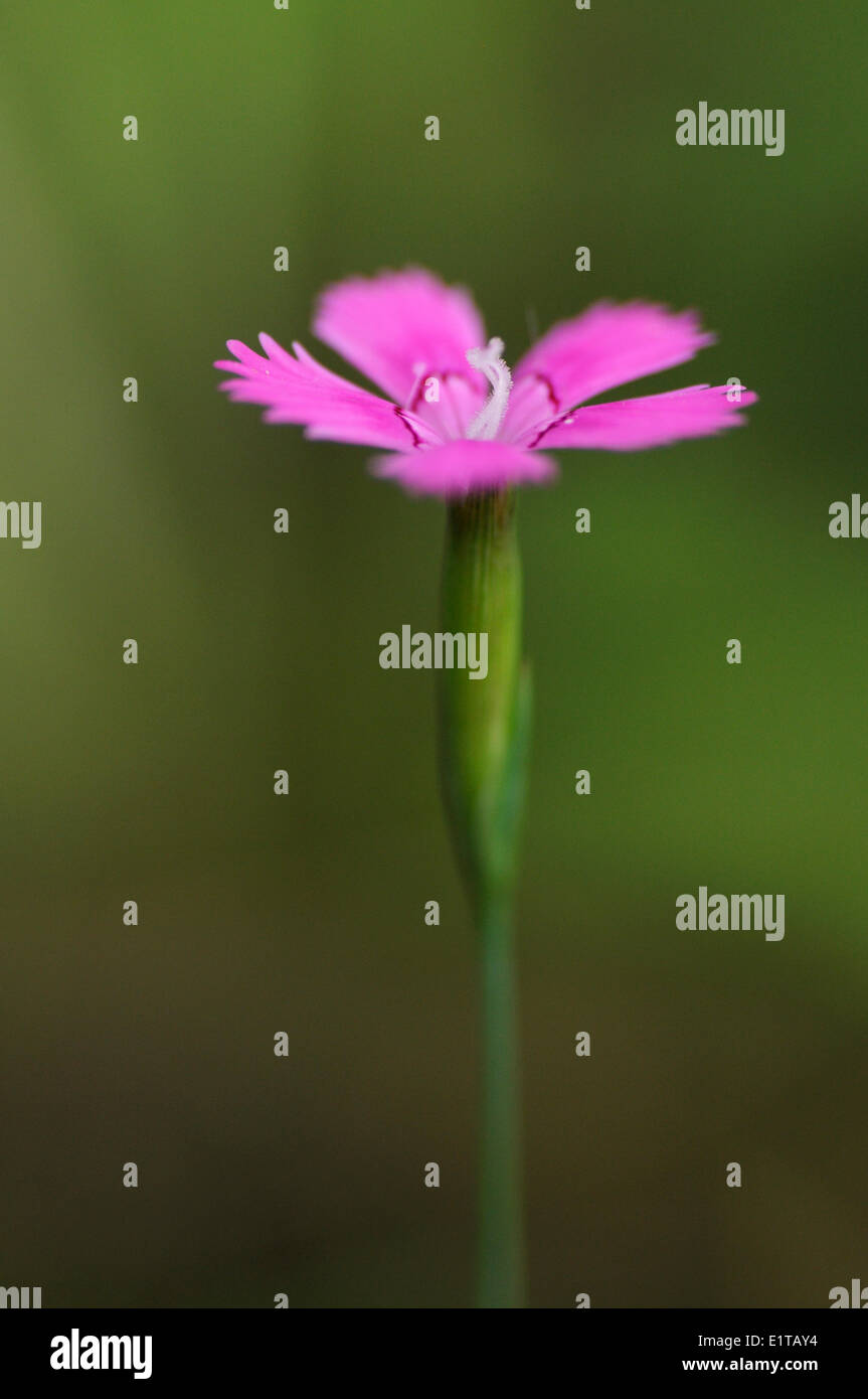 Pink maiden hi-res stock photography and images - Alamy
