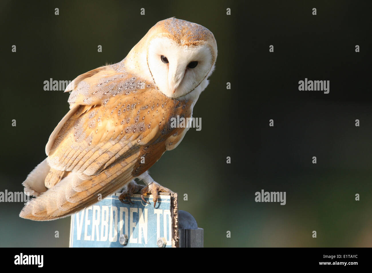 Barn Owl on a sign Entrance forbidden Stock Photo - Alamy