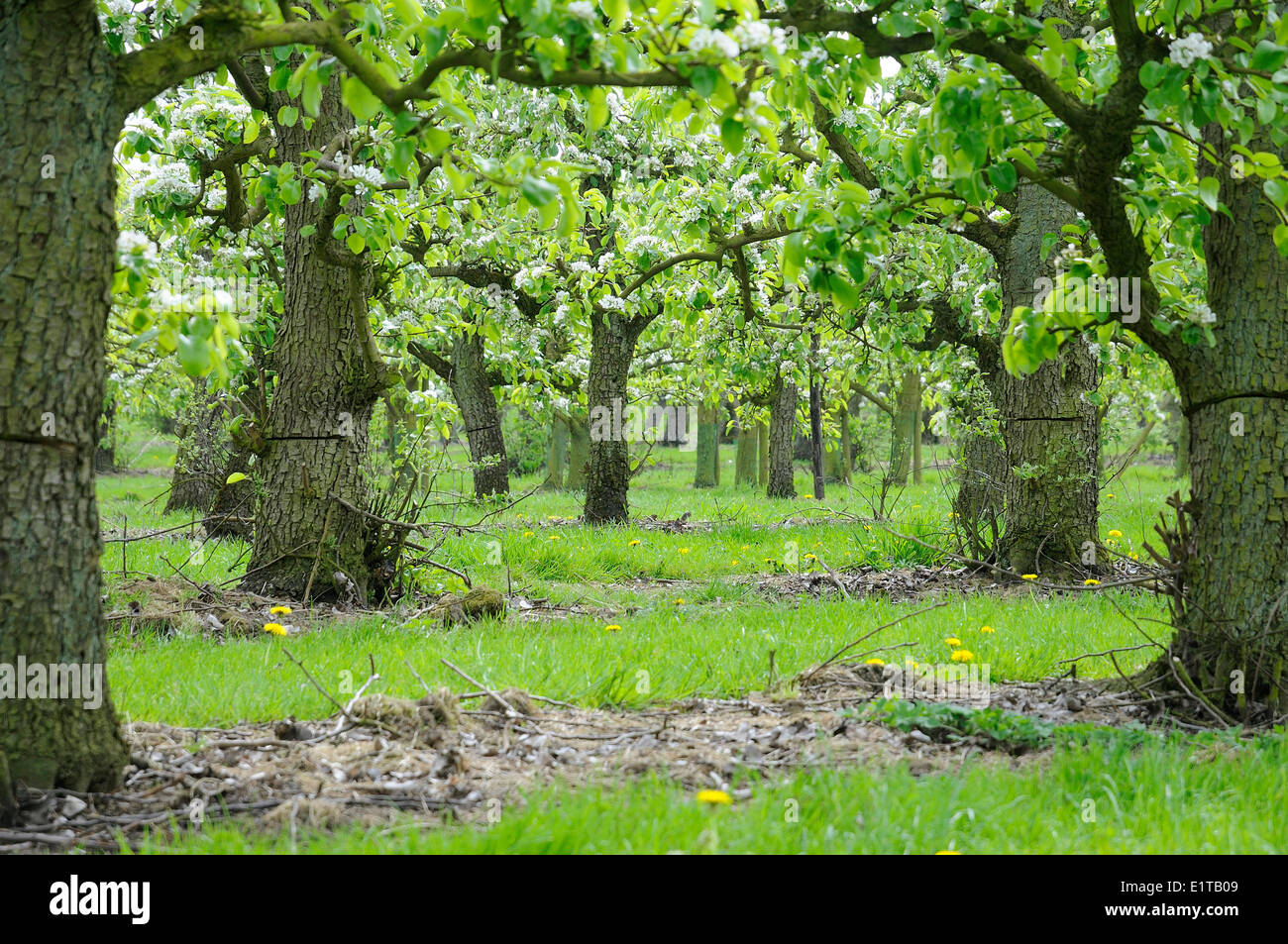 Pear tree orchard Stock Photo - Alamy