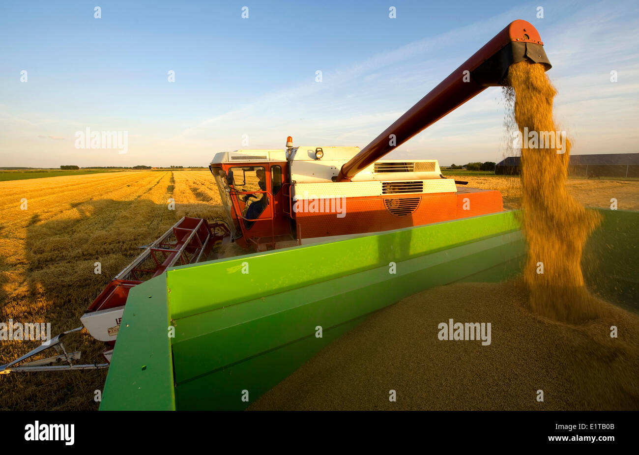 Common wheat harvest Stock Photo - Alamy