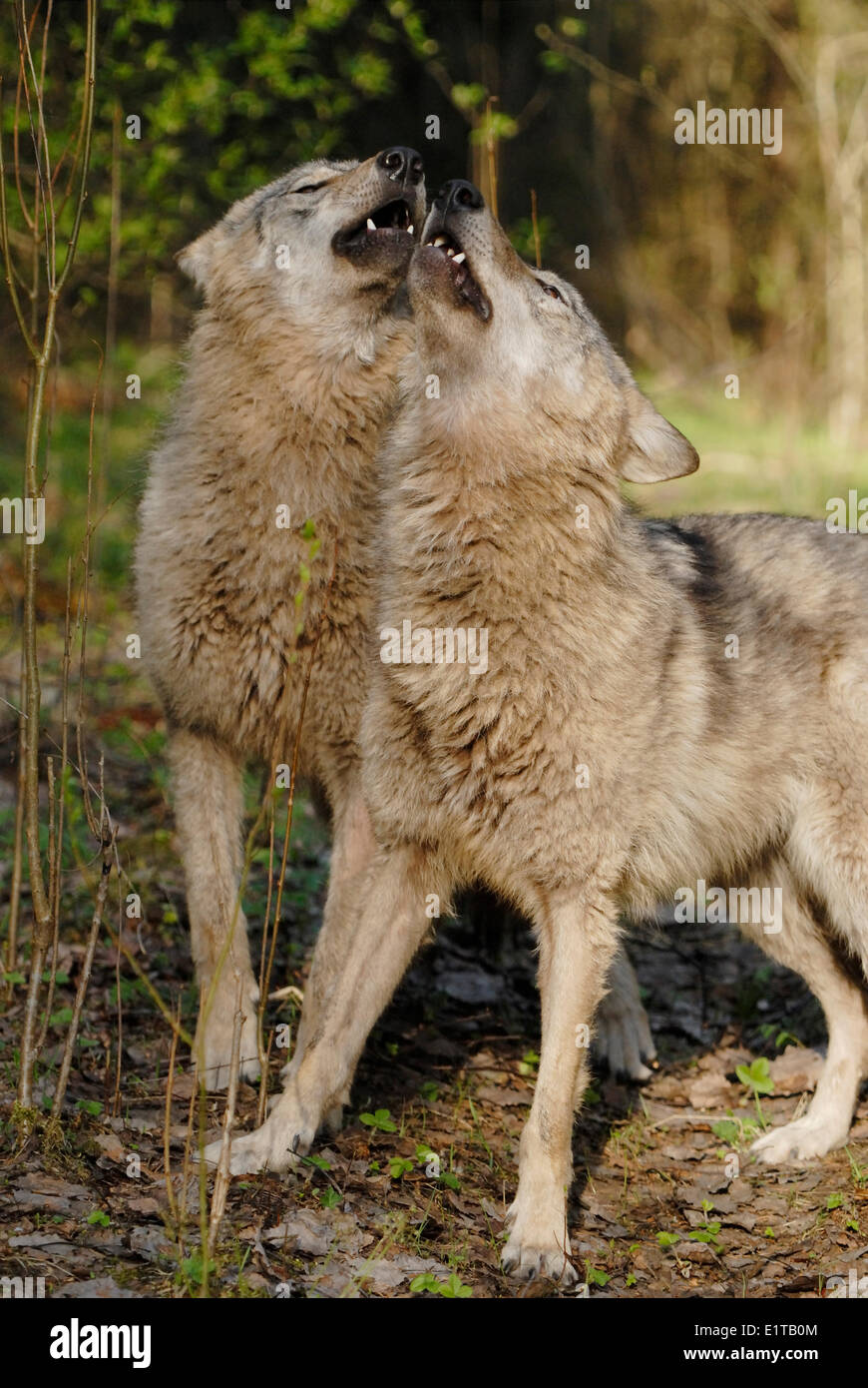 Two wolves howl Stock Photo - Alamy