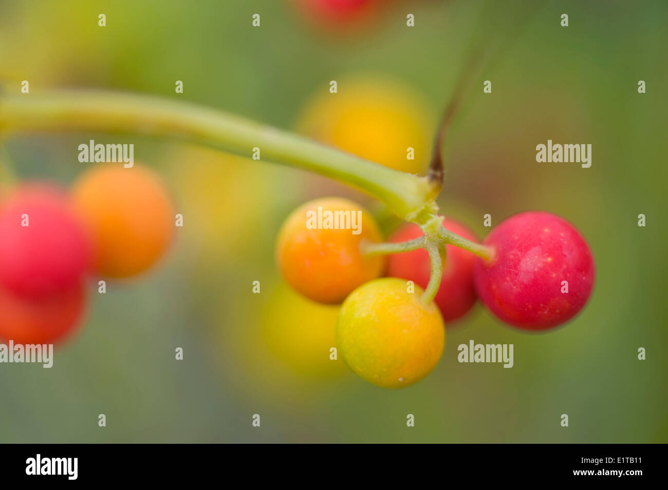 Red woodland carnation hi-res stock photography and images - Alamy