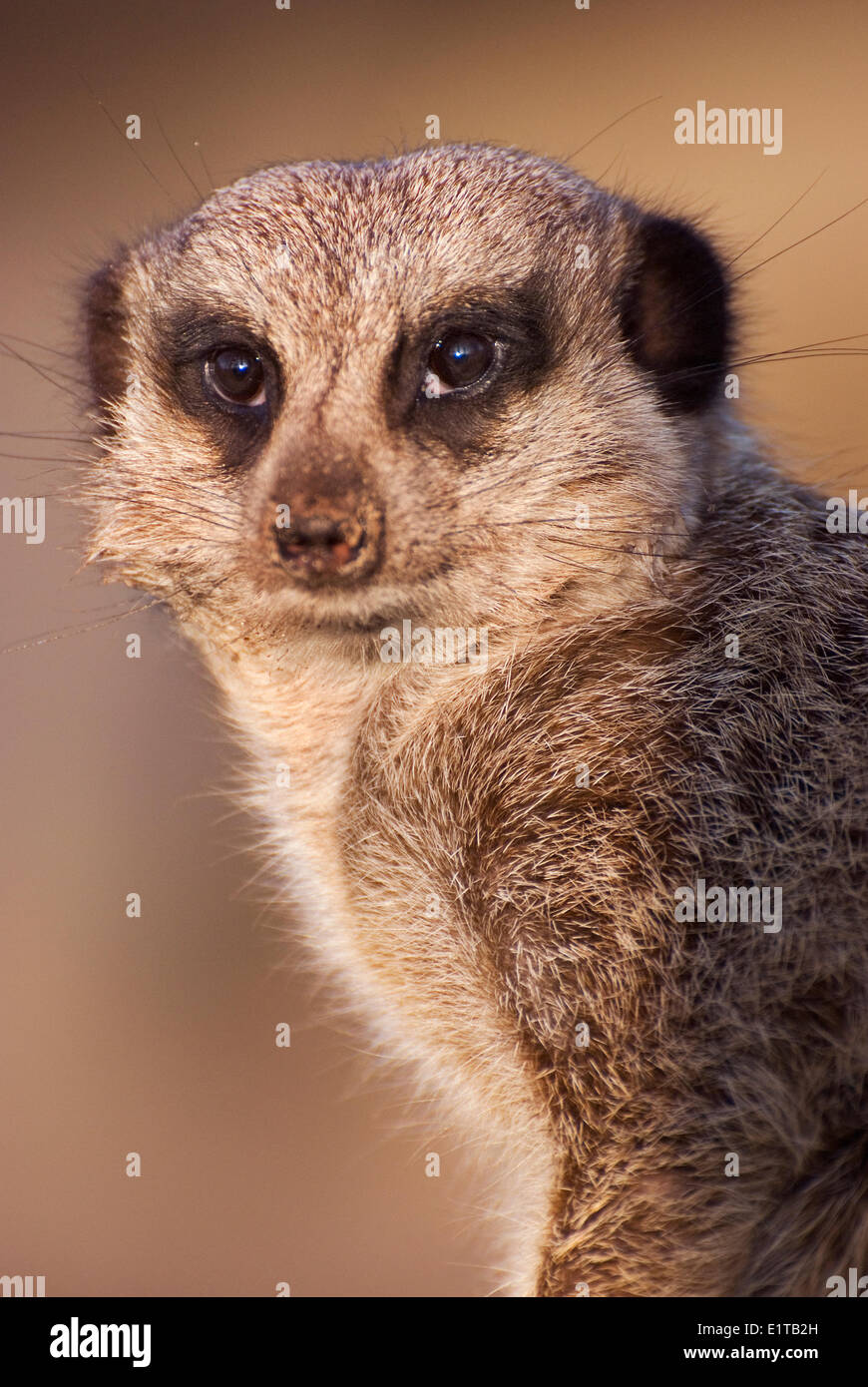 Portrait of Meerkat in warm evening light Stock Photo - Alamy