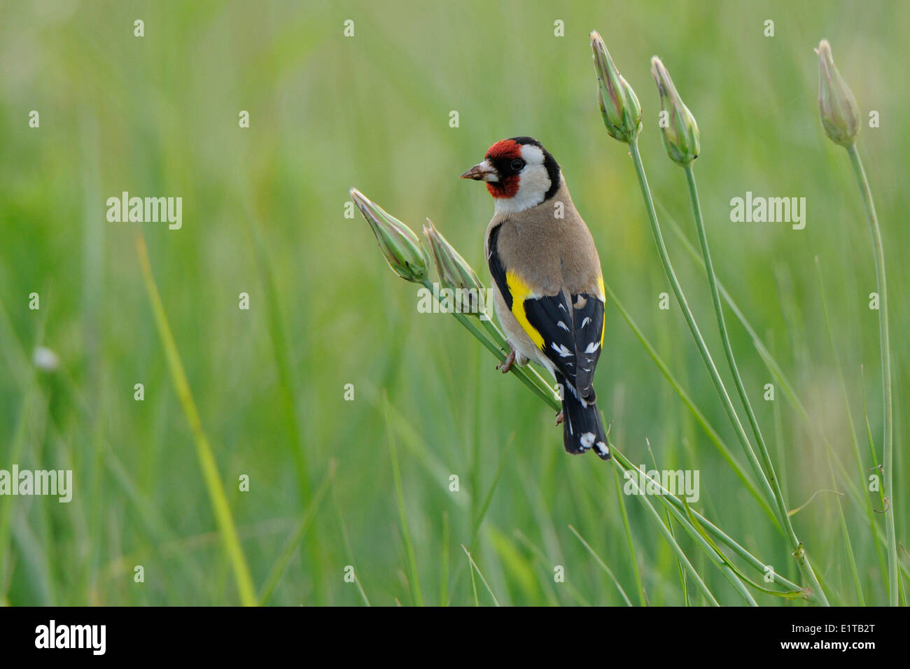 Backside hi-res stock photography and images - Alamy