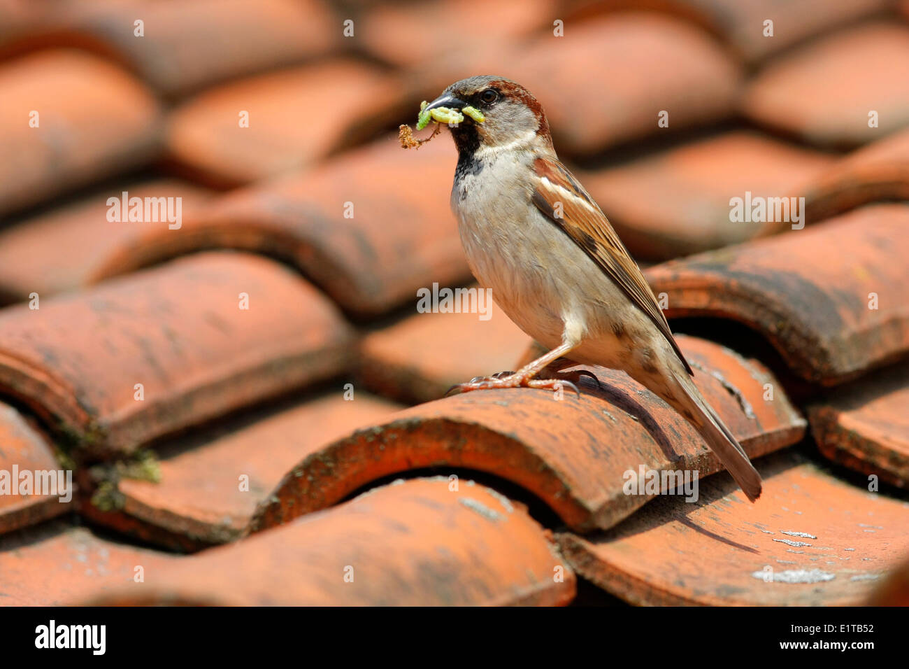 Male House sparrow with food in his bill on classic tiles Stock Photo ...
