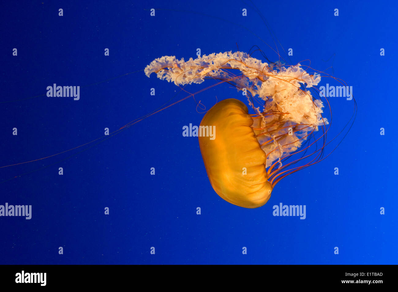 Jellyfish, Captive in aquarium of Vancouver Stock Photo - Alamy