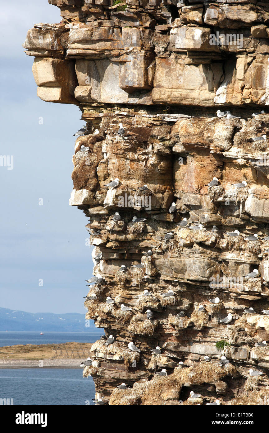 Cliffbirds, birdcolony on top of sea cliff, Norway, Scandinavia Stock ...