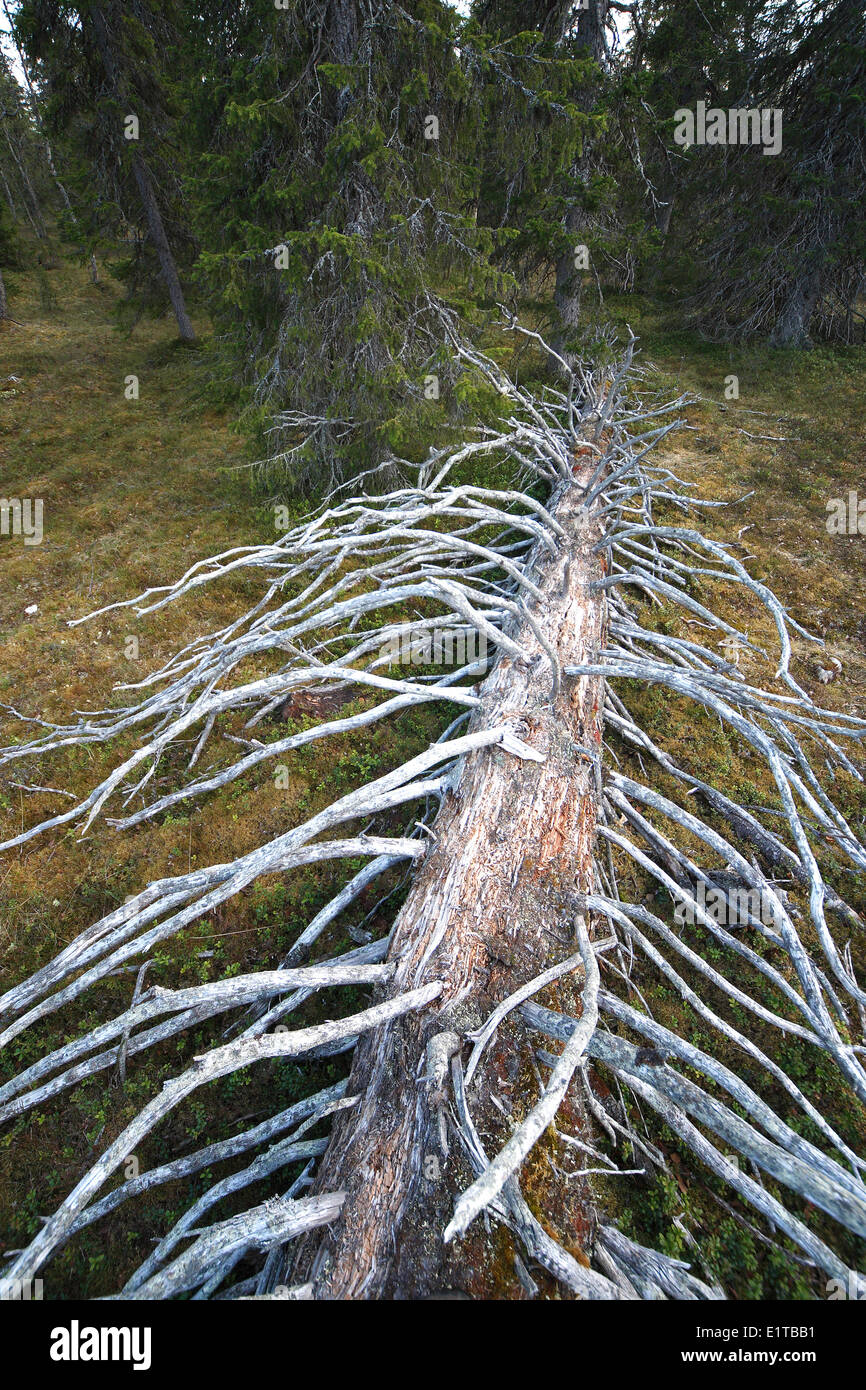 Pinus sylvestris scots pine trunk stem trees hi-res stock photography ...