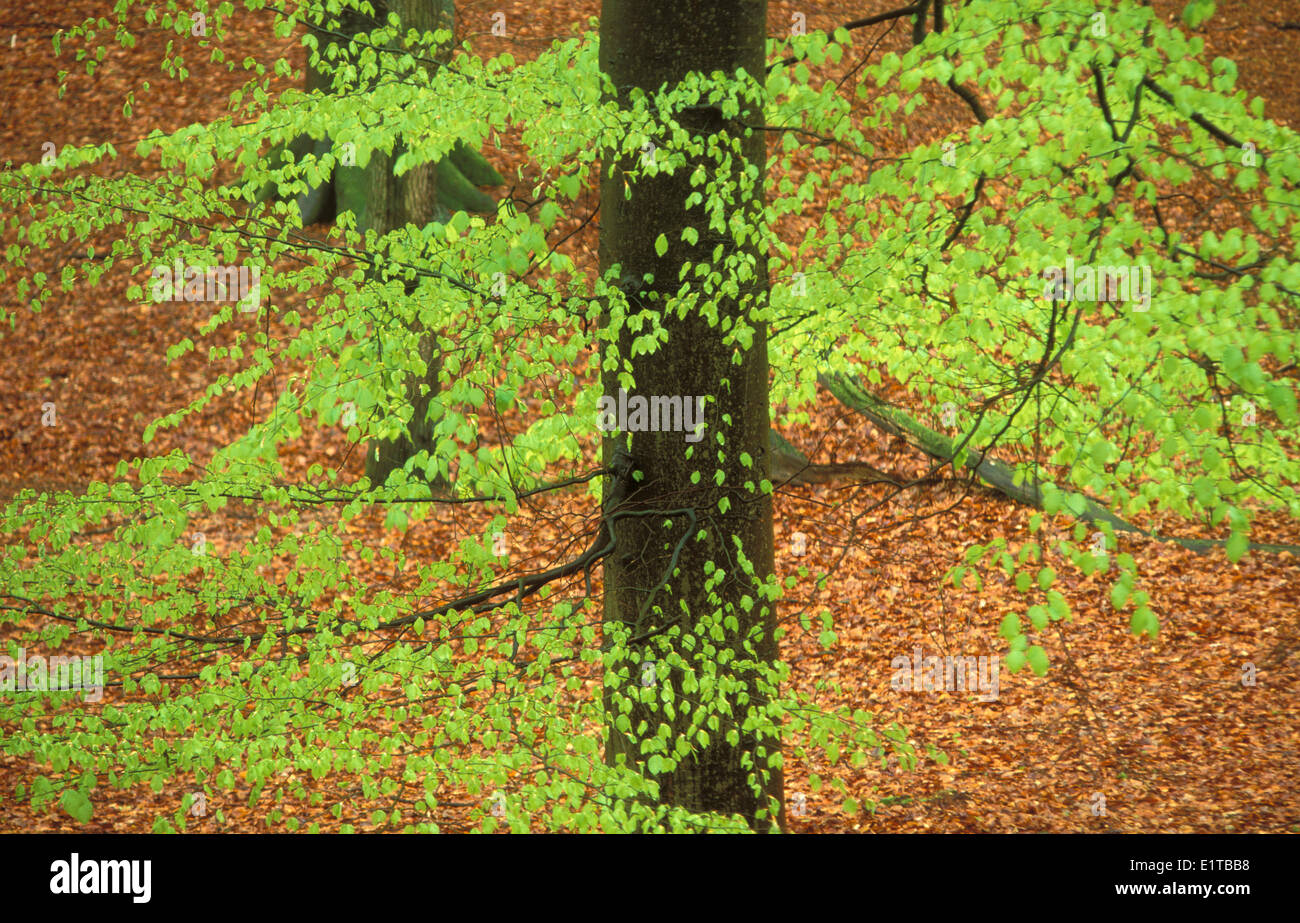 Beech tree with young leaves Stock Photo - Alamy