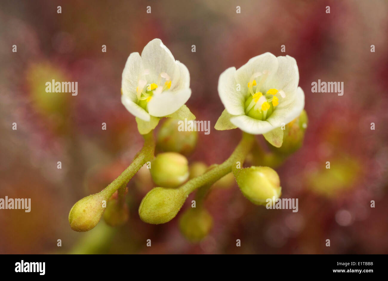 Spatulate leaved hi-res stock photography and images - Alamy