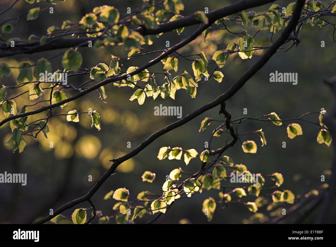 Spring leaves of beech tree Stock Photo - Alamy