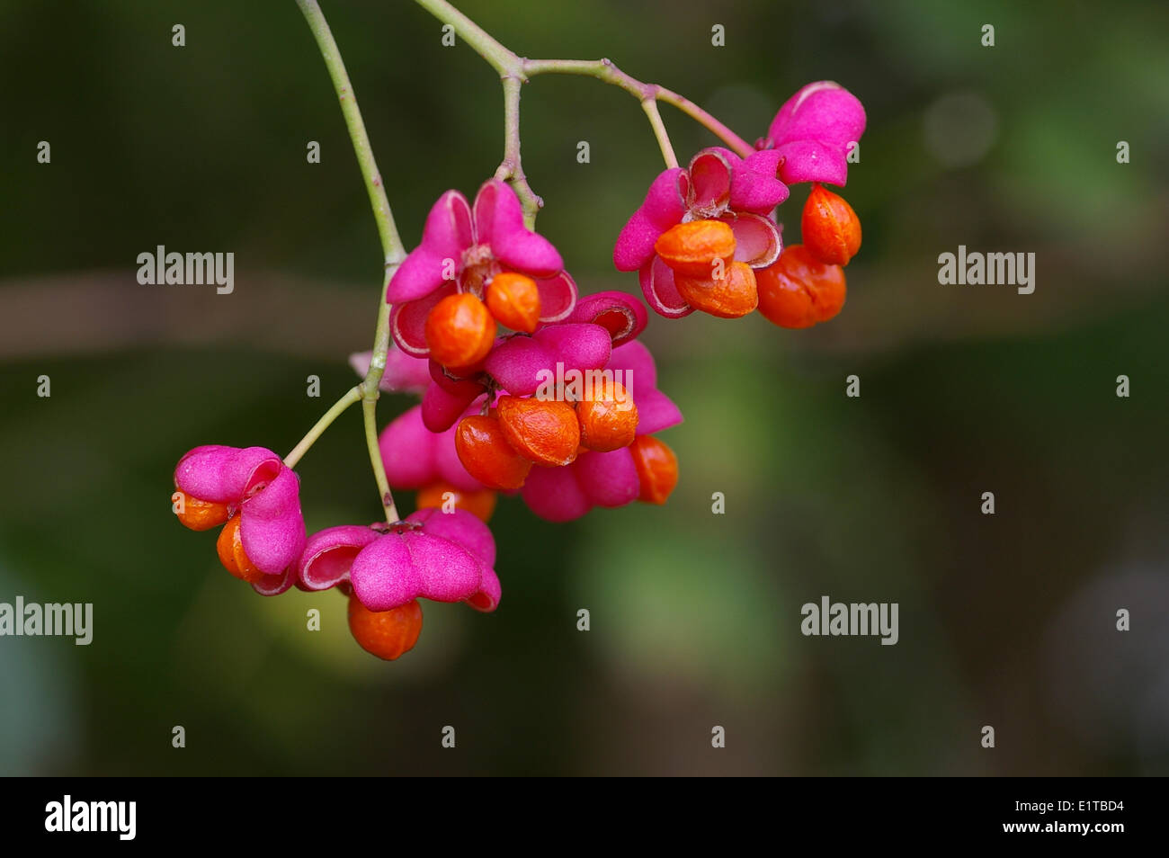 Fruits of European spindle (Euonymus europaeus Stock Photo - Alamy