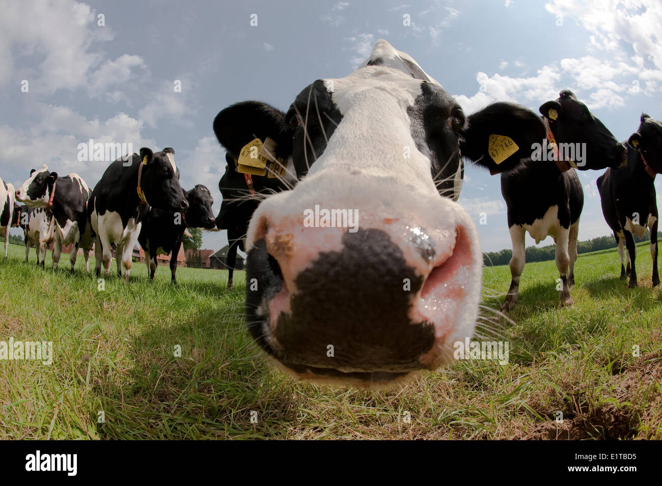 Cow fish eye hi-res stock photography and images - Alamy