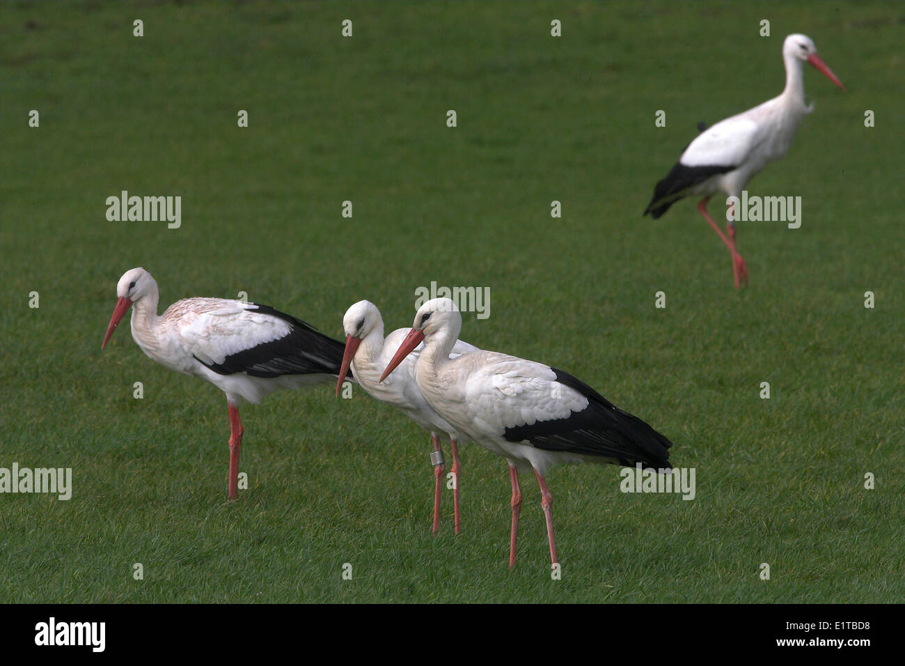 White stork ciconia ciconia ringed hi-res stock photography and images ...