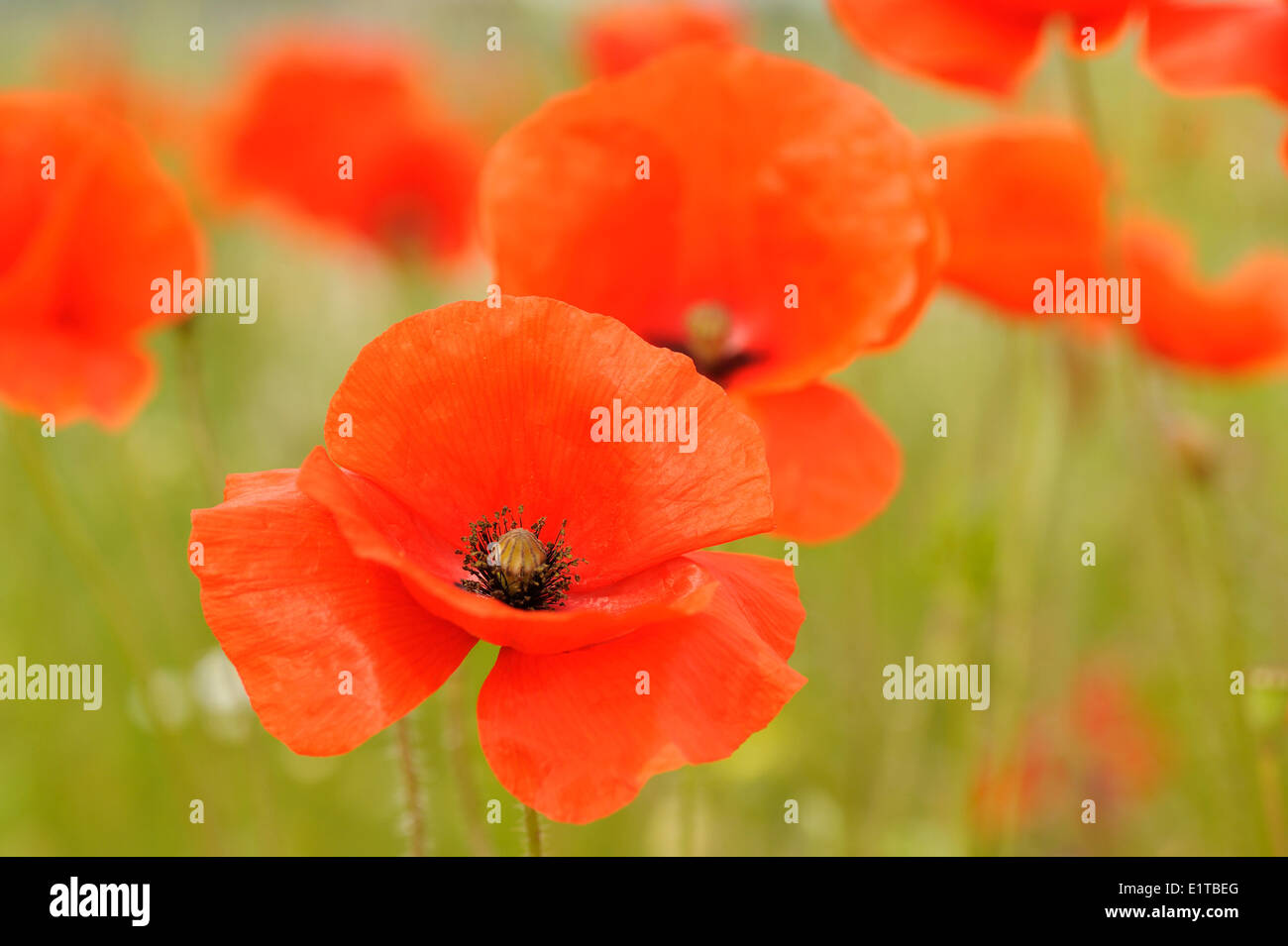 Ordinary common hi-res stock photography and images - Alamy