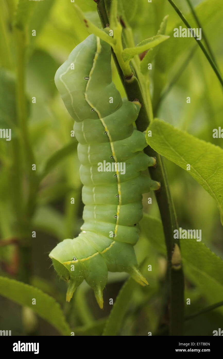 Sprawler hi-res stock photography and images - Alamy